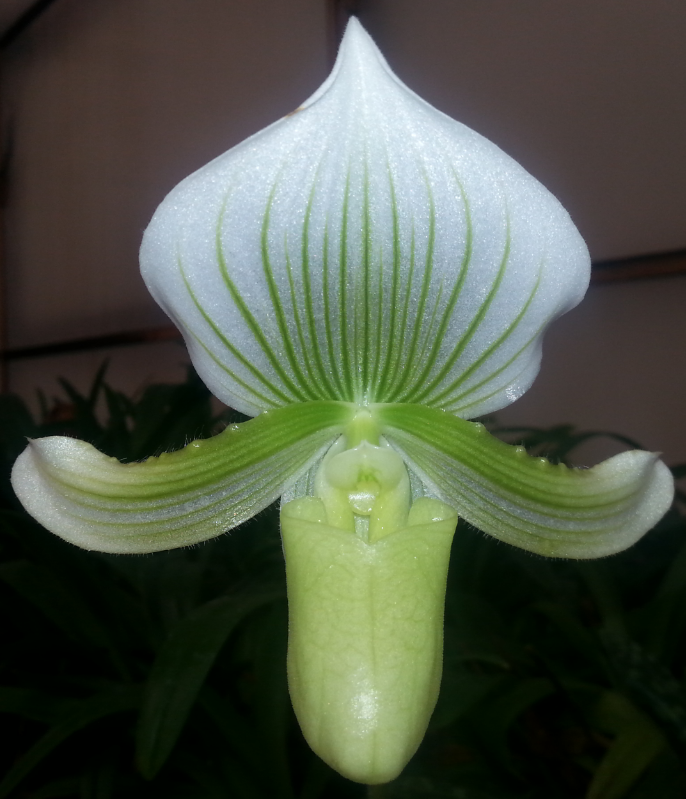 Janet Kunkle | Slippertalk Orchid Forum